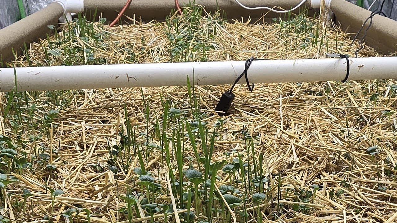 3x6 Living Soil bed with Blumats Bluesoak system update - YouTube