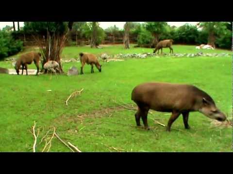 Mary i psotny Tapir w Zoo Opole - Patagonian Mara & mischievous Tapir ...