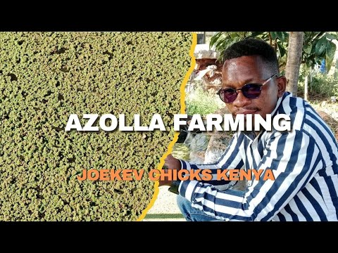 AZOLLA FARMING - YouTube