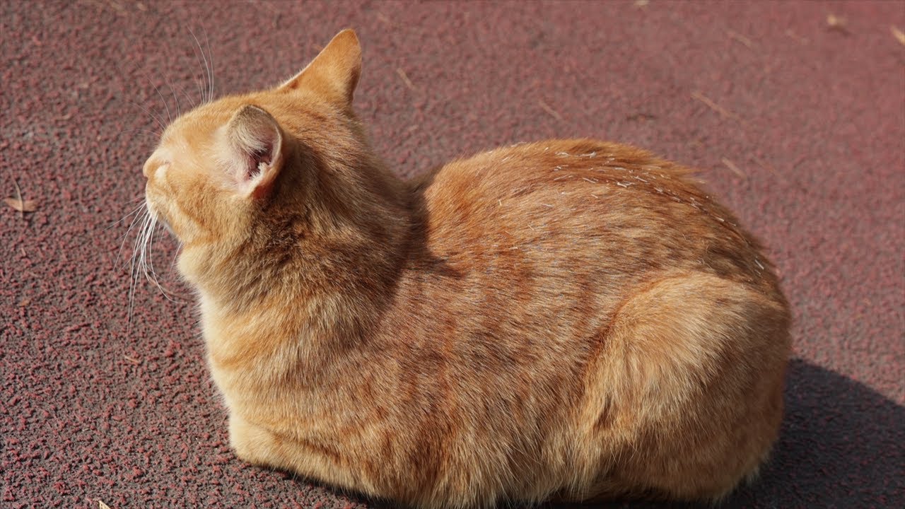 Cat basking in the sunshine - YouTube
