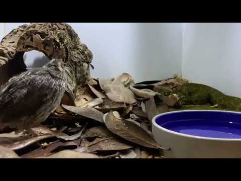 Mangshan viper eats quail