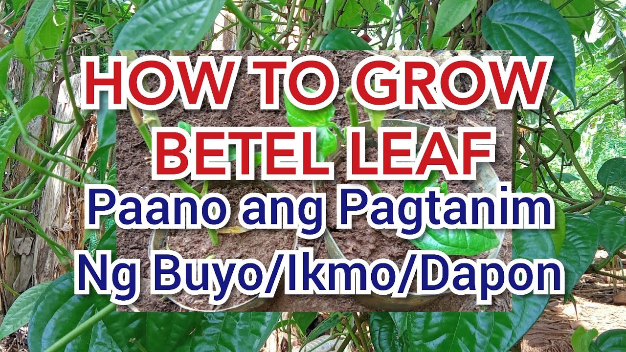 HOW TO GROW BETEL LEAF || PAANO MAGTANIM NG IKMO/BUYO/DAPON || BUHAY ...