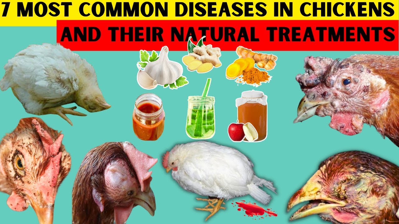 7 MOST COMMON DISEASES OF CHICKEN & THEIR NATURAL TREATMENTS | 100% ...