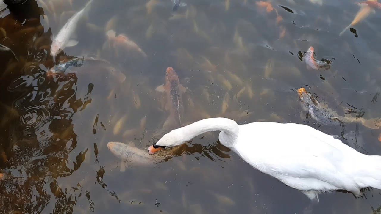 Swan eating fish pellets make weird sounds. - YouTube