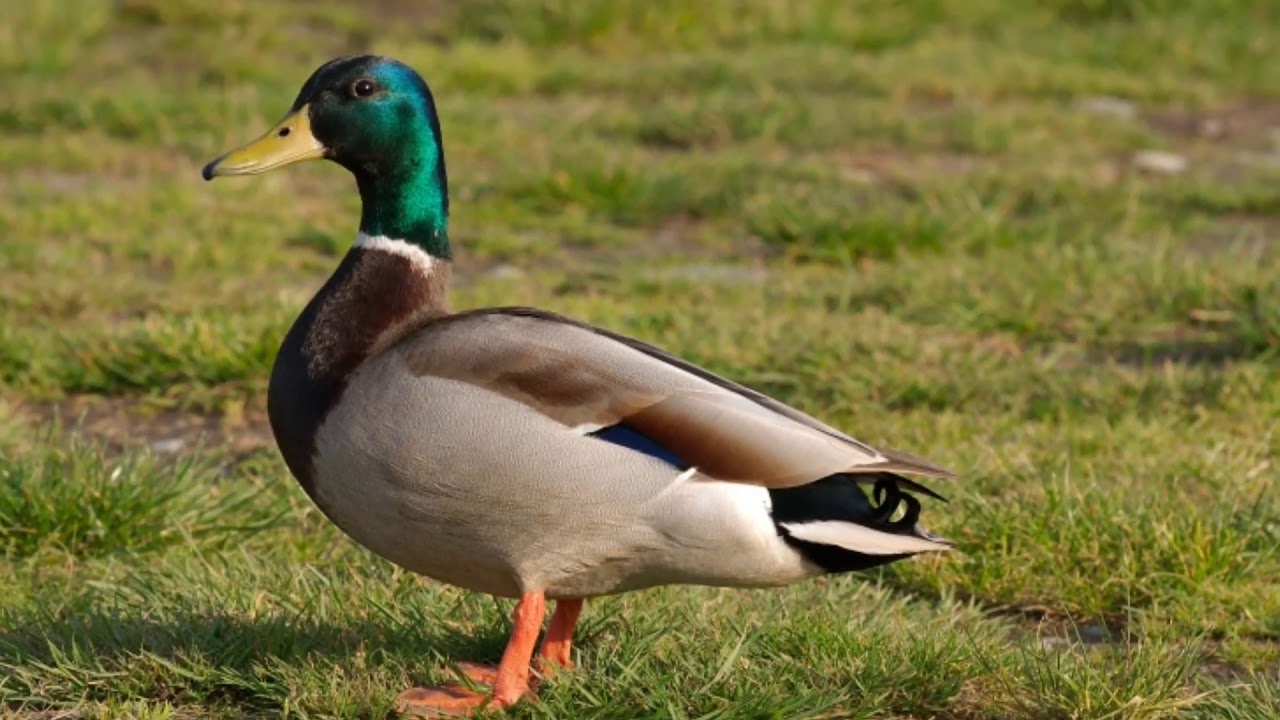 sonido de pato cuak sonido de memes - YouTube