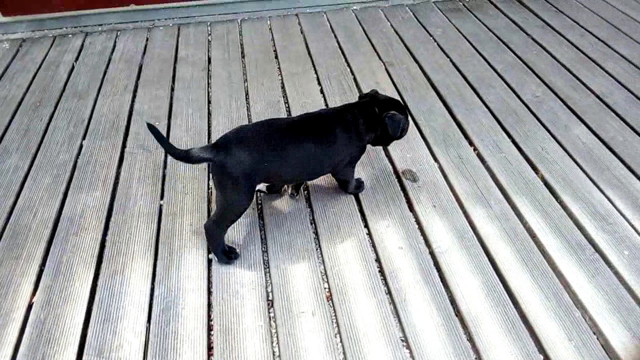 Pit bull preto com olhos azuis (pantera) :) - YouTube