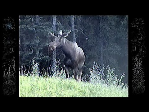 MOOSE - YouTube