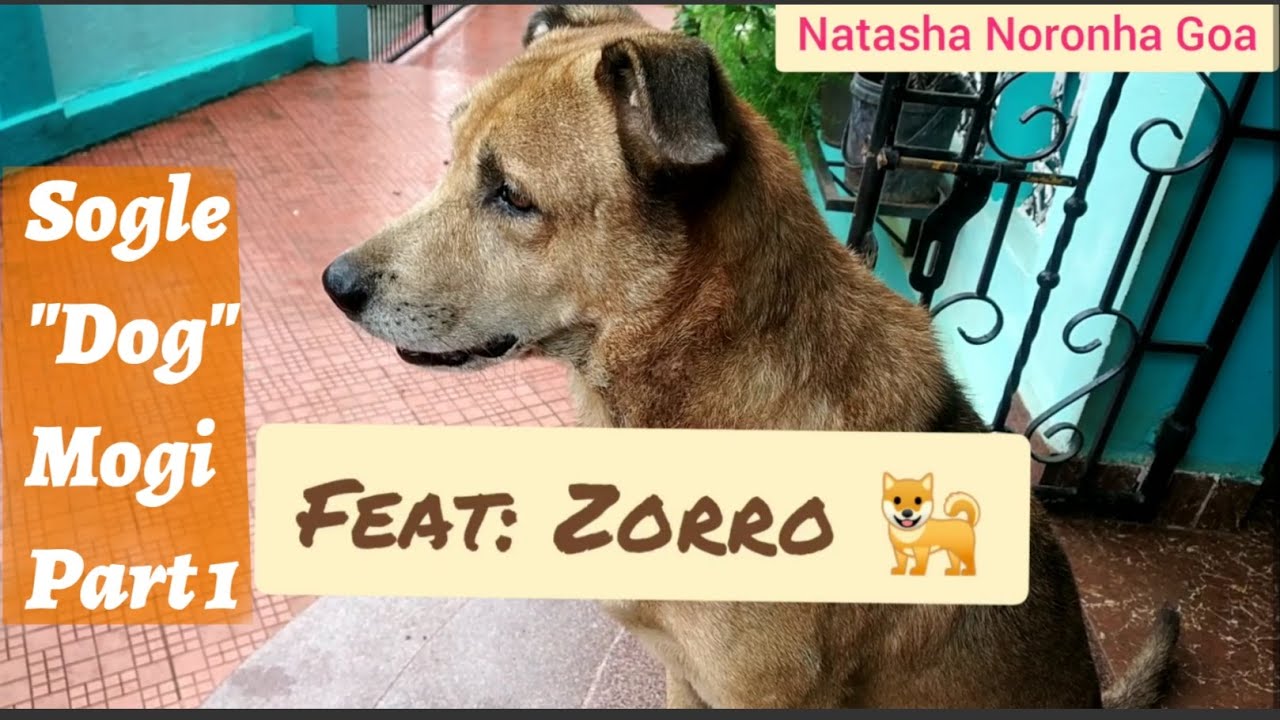 Sogle "Dog" Mogi. 🤣 feat. Zorro By Natasha Noronha - YouTube
