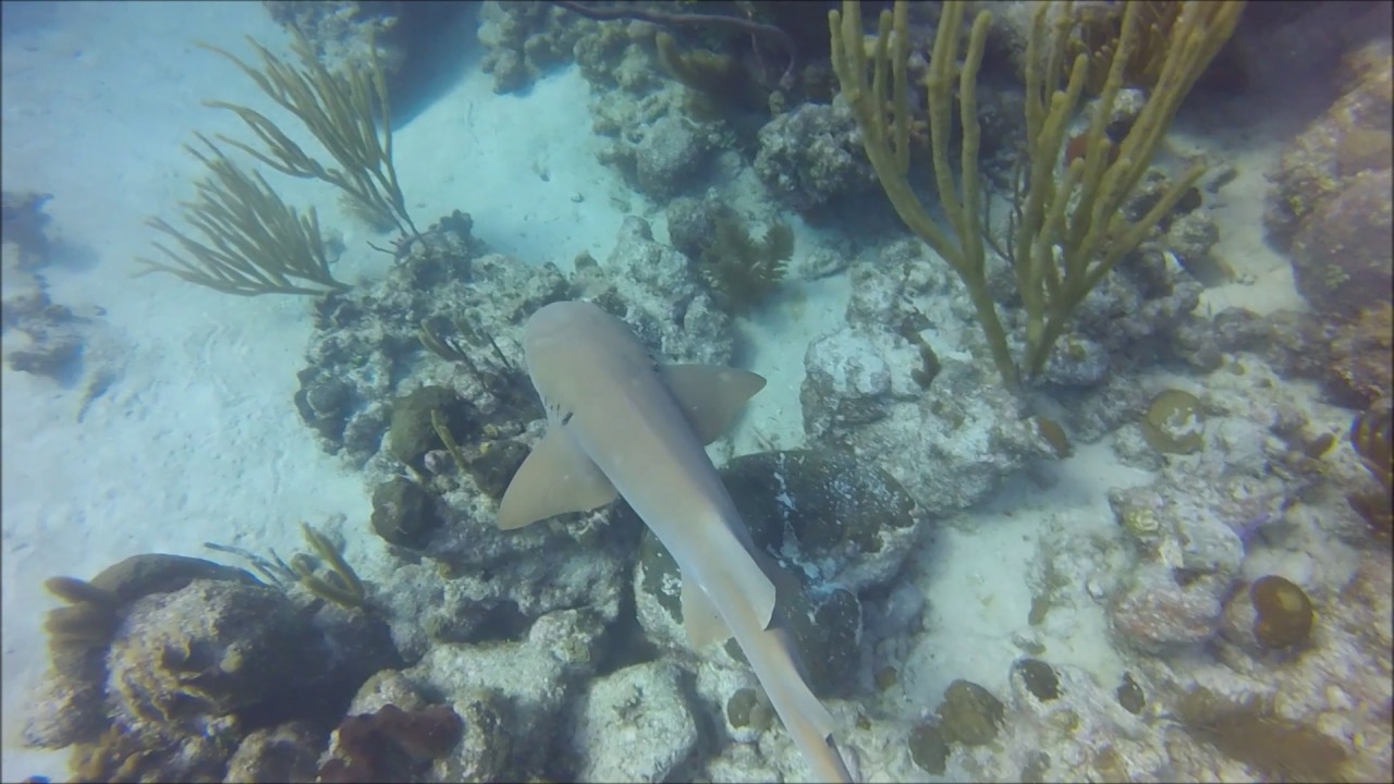 Banco Chinchorro Mahahual Mexico - YouTube