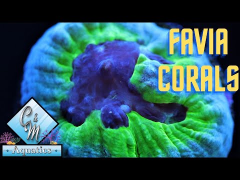 Favia coral care and tips