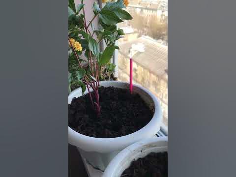 #пион в горшке дома #барбарис из FixPrice - YouTube