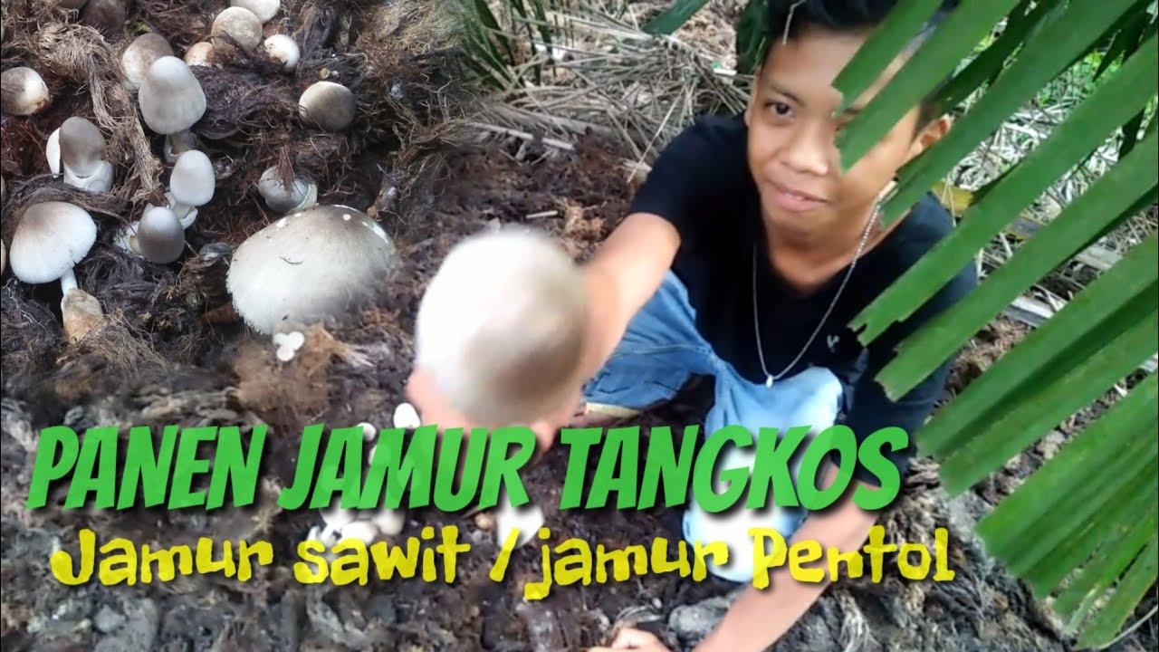 PANEN JAMUR TANGKOS SAWIT | JAMUR PENTOL - YouTube