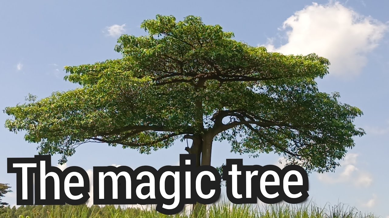 THE MAGIC TREE SEE WHAT HAPPENS DURING NIGHT - YouTube
