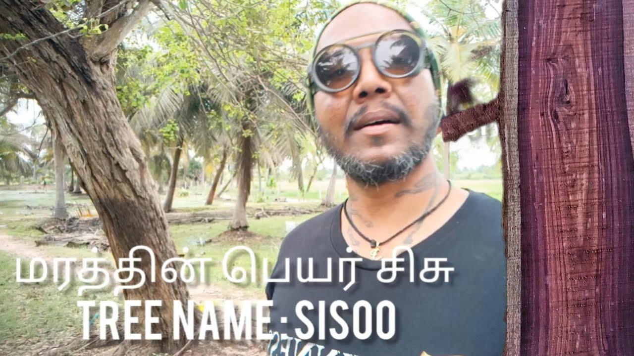 என்ன கலருனு இந்த மரத்தை பாருங்க நான் வைத்த மரம் Sisoo Tree Indian
