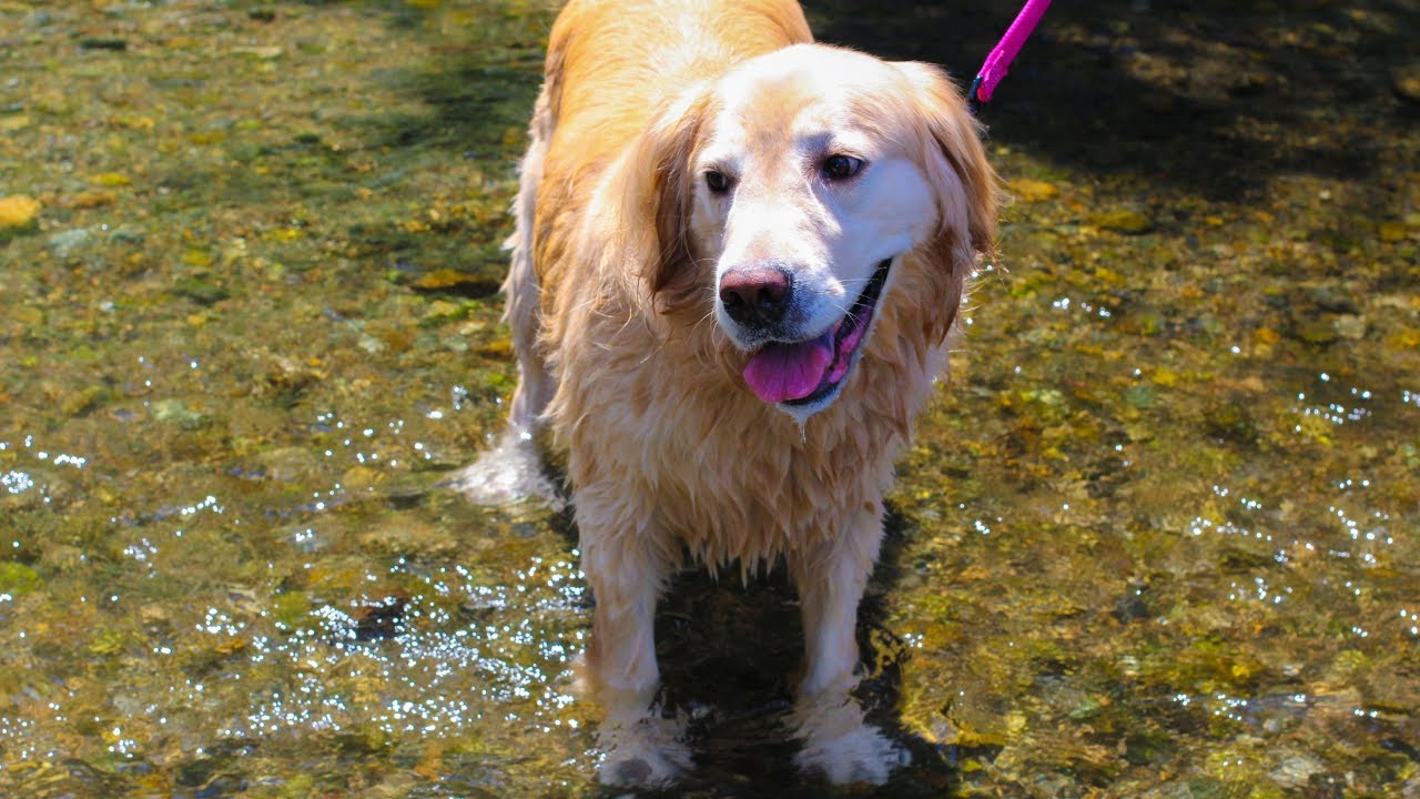 Golden Retriever Enjoying the River - YouTube