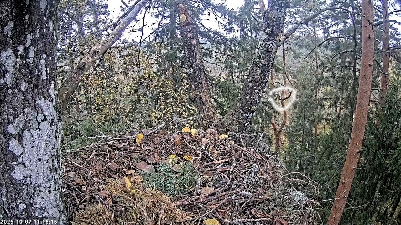 Kaljukotkas 2: A golden eagle calls near the nest & flies from right to ...