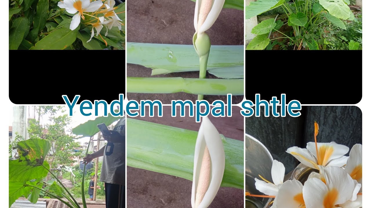 yendem mpal shtle - YouTube