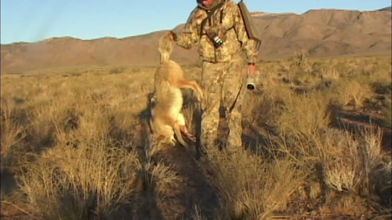 Calling Coyotes SOLO! with FoxPro - YouTube