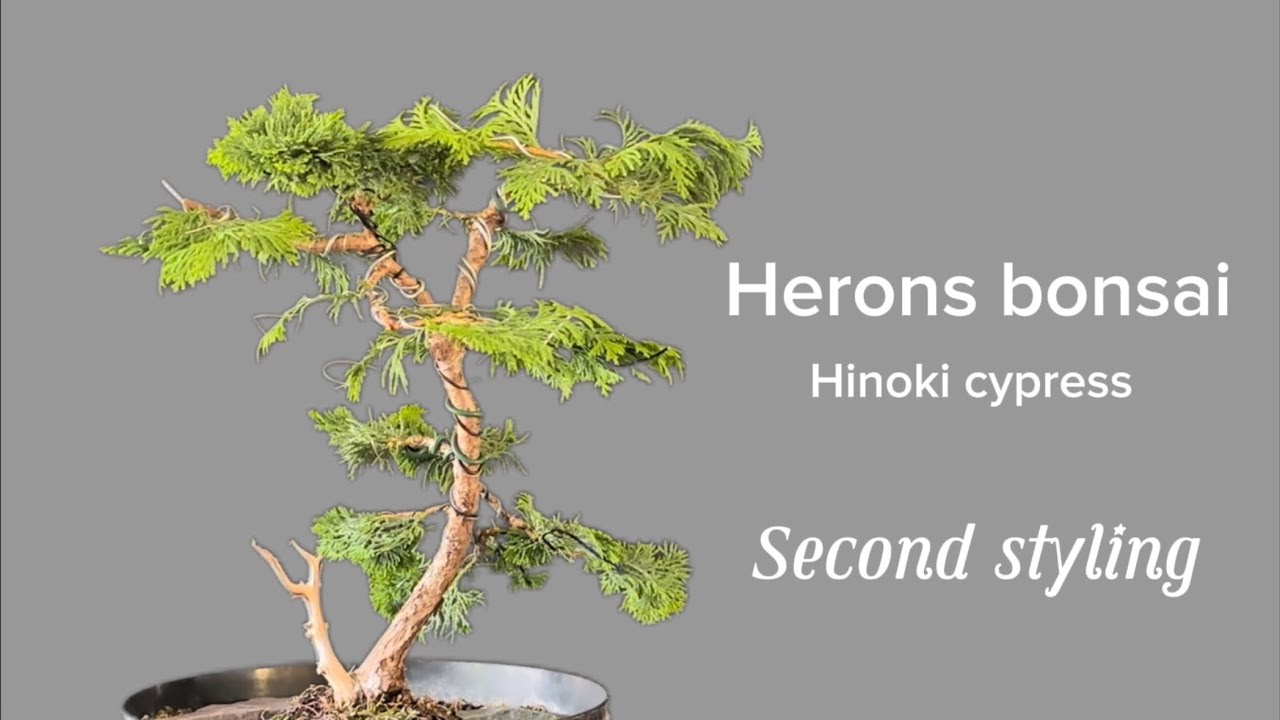 Herons bonsai Hinoki cypress 2nd styling and trimming #bonsai #bonsaijapan #bonsaiuk - YouTube