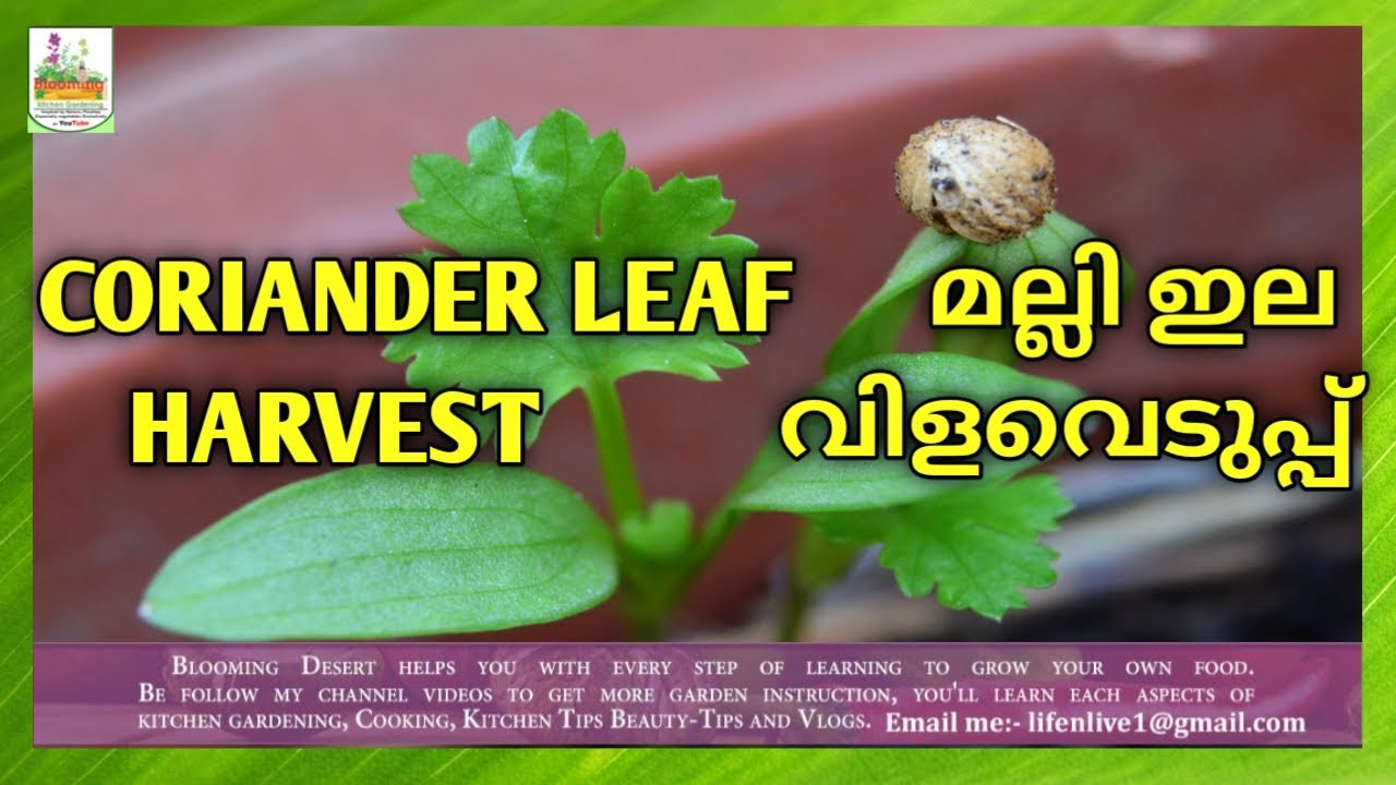 CORIANDER LEAF HARVEST || മല്ലി ഇല വിളവെടുപ്പ് || Blooming Desert ...