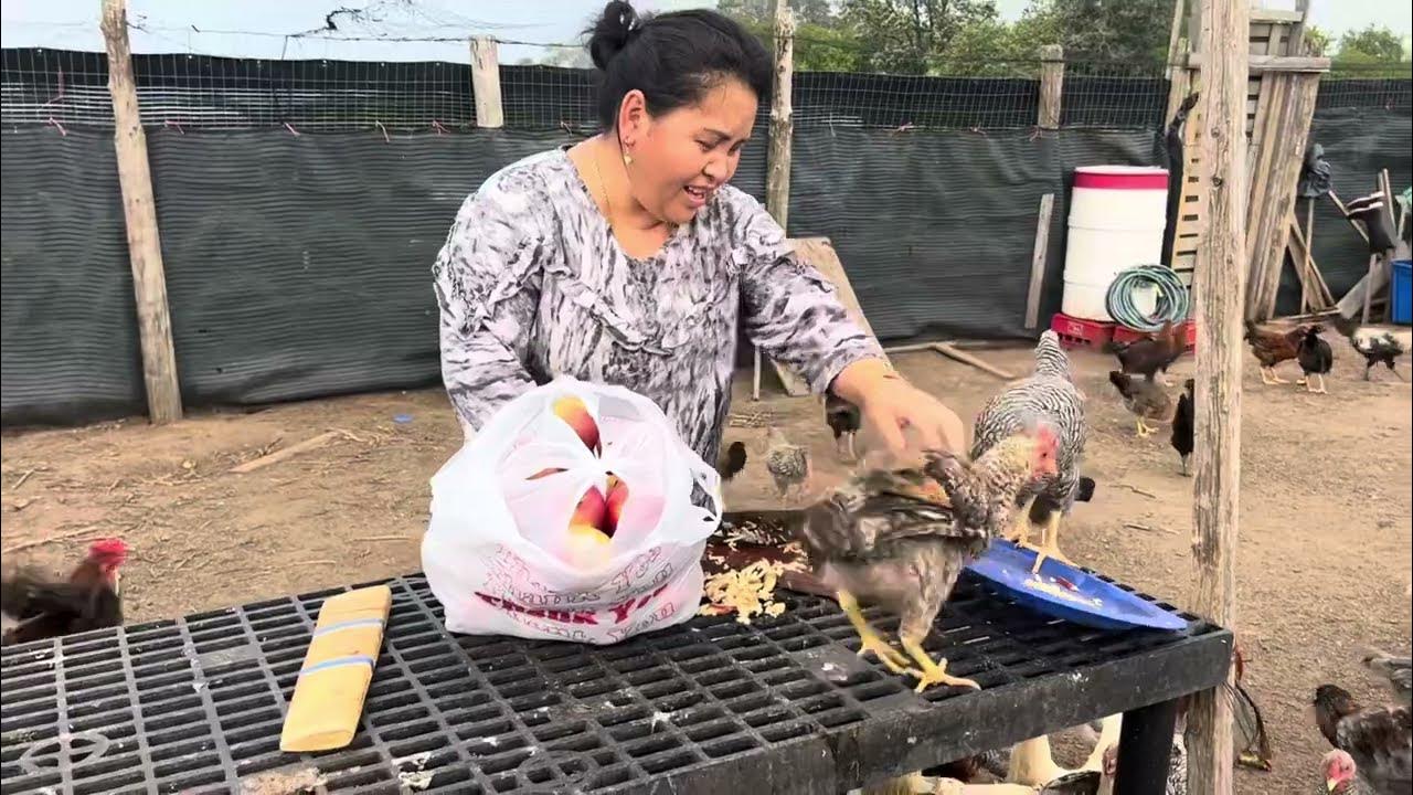 Mus pem teb thiab mus pub qaib. August 29, 2024 - YouTube