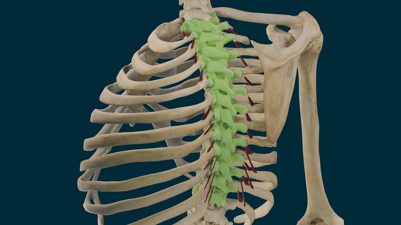 Músculos Elevadores Costales - YouTube