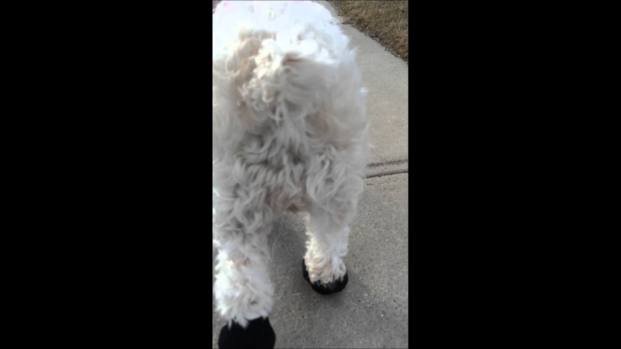 Sassy Poodle Walk - YouTube