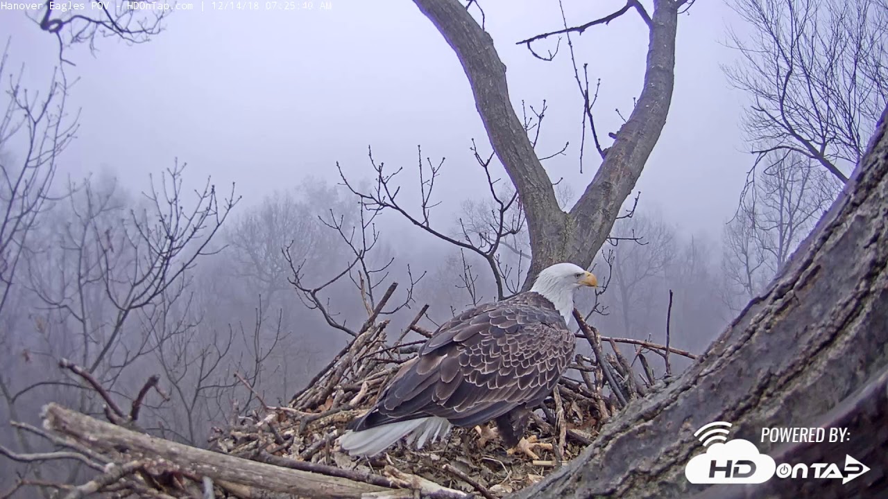 2018 - Hanover Eagles - Liberty & Freedom on Nest 12/14/18 - YouTube