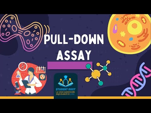 Pull-Down Assay, introduzione alla pesca proteica - YouTube