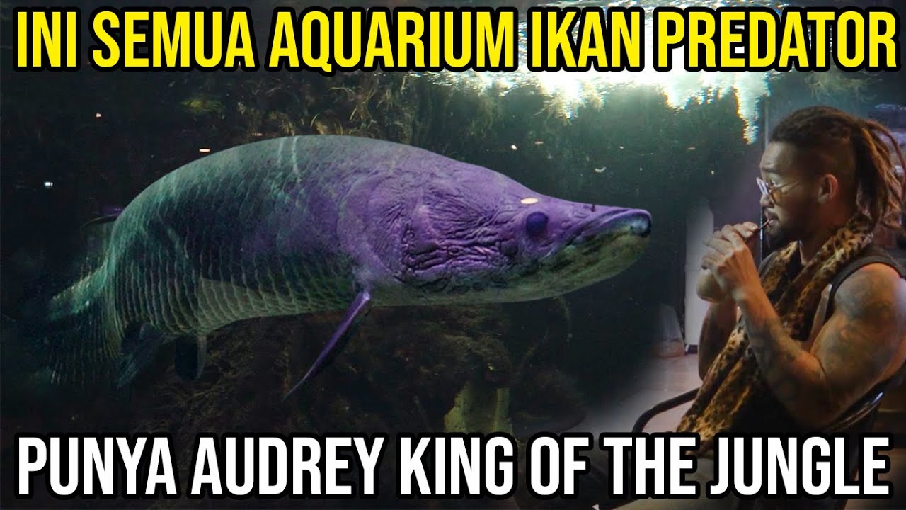 INI SEMUA AQUARIUM IKAN PREDATOR PUNYA AUDREY KING OF THE JUNGLE #AudreyA #KINGOFTHEJUNGLE - YouTube