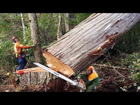 Dangerous Cutting Giant Tree Chainsaw Machine, Fastest Technique Master ...