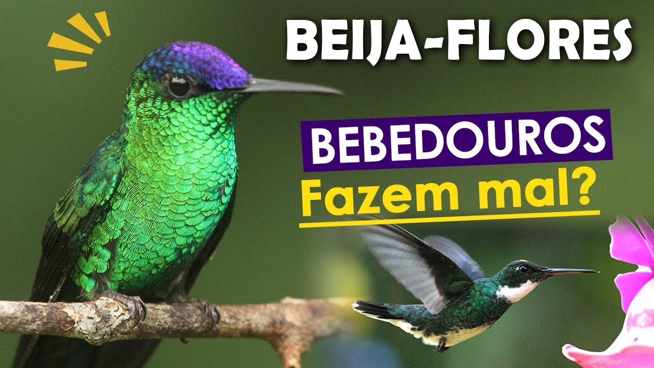 BEIJA-FLORES do Brasil: Fatos e Curiosidades | Bebedouros de beija ...