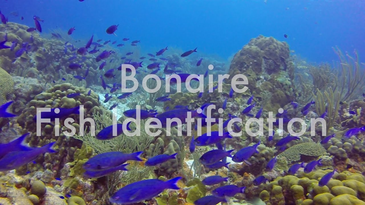Bonaire Fish Identification (Updated) - YouTube