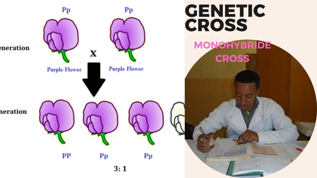 Genetic Cross - YouTube