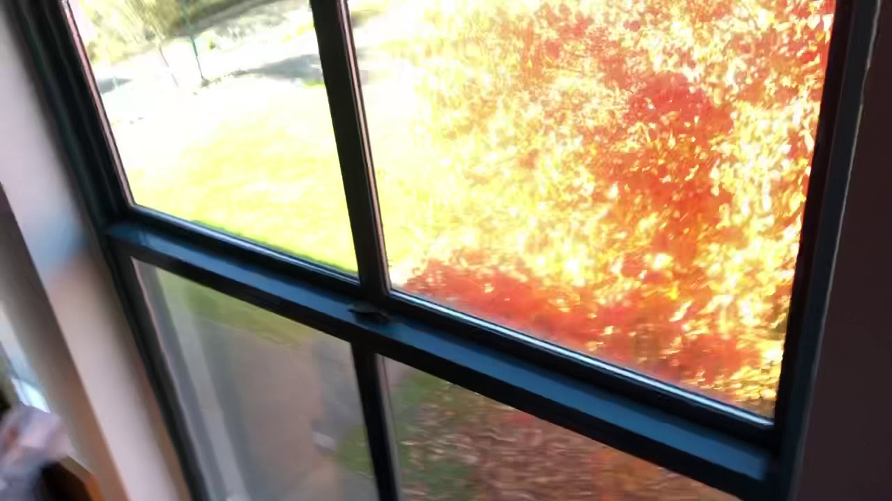 Da Tree out my Window - YouTube