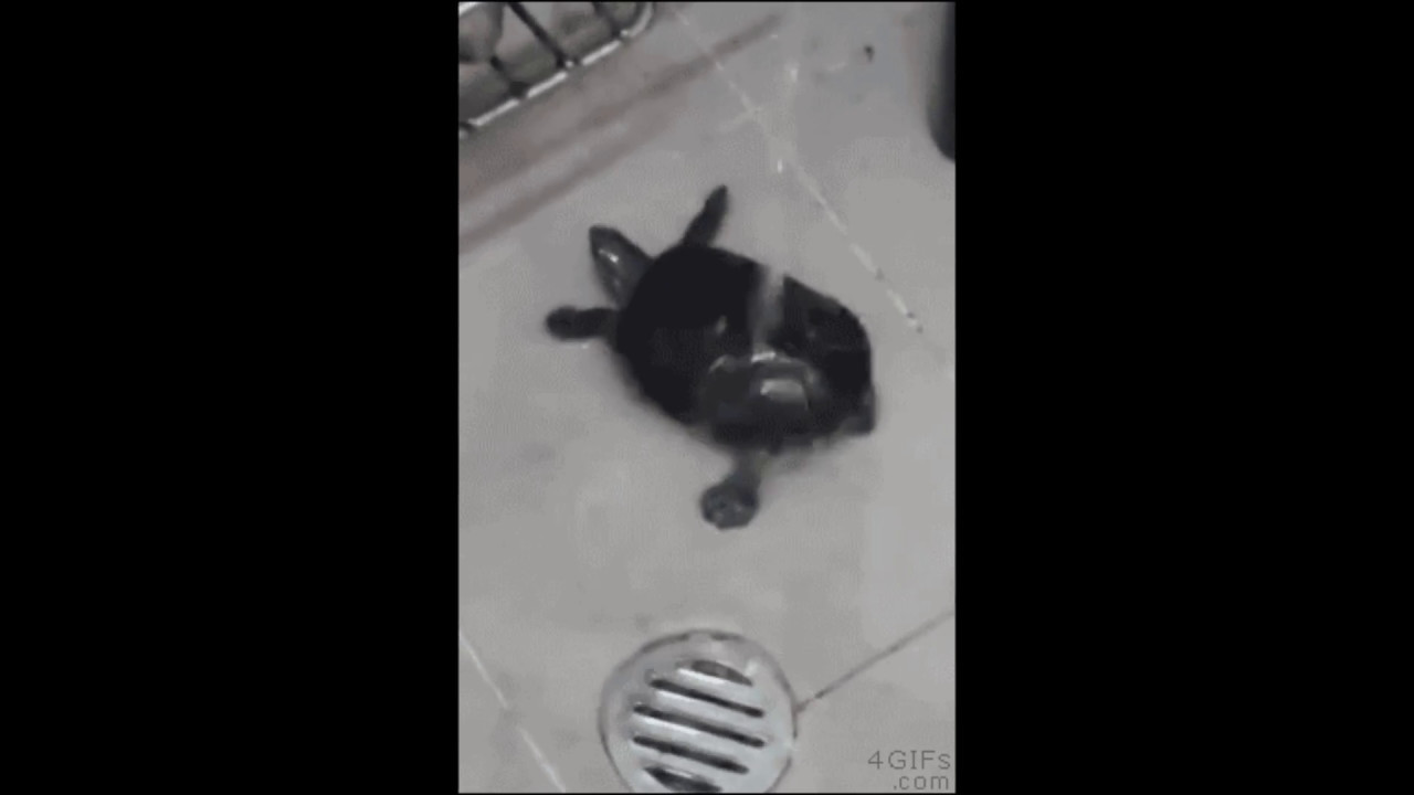 Turtle Dancing in the Shower (Shooting Stars Meme) - YouTube