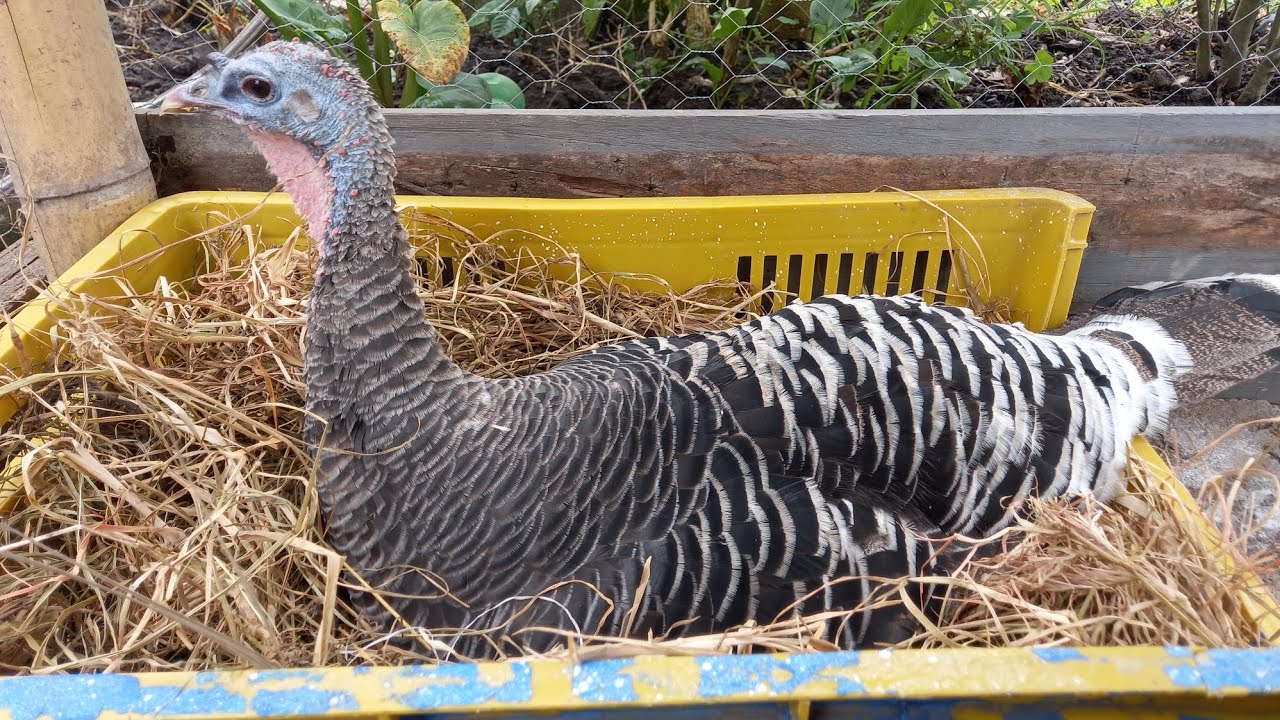 Nuevos nidos.la pavita🦃esta clueca - YouTube