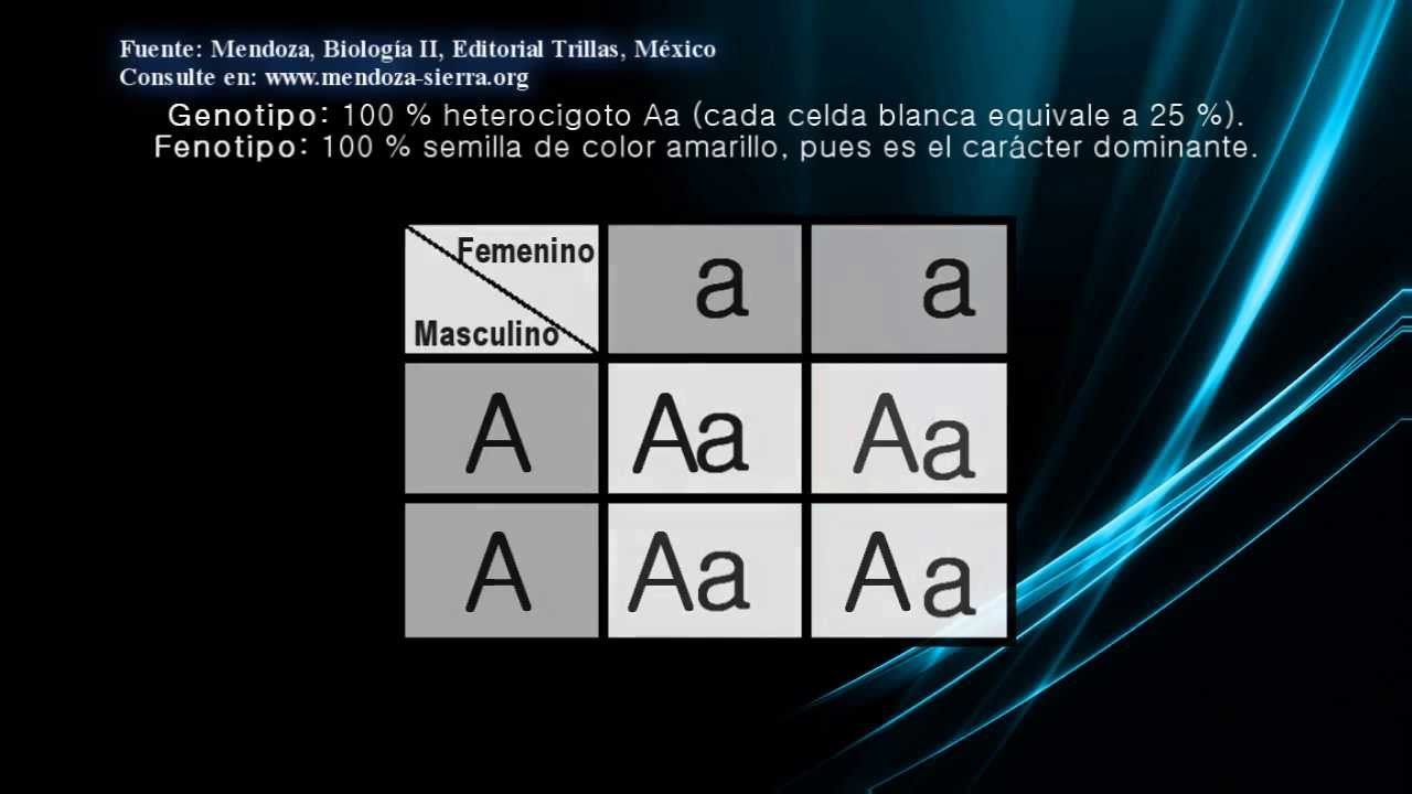 Mendel s First Law YouTube mendel-s-first-law-youtube