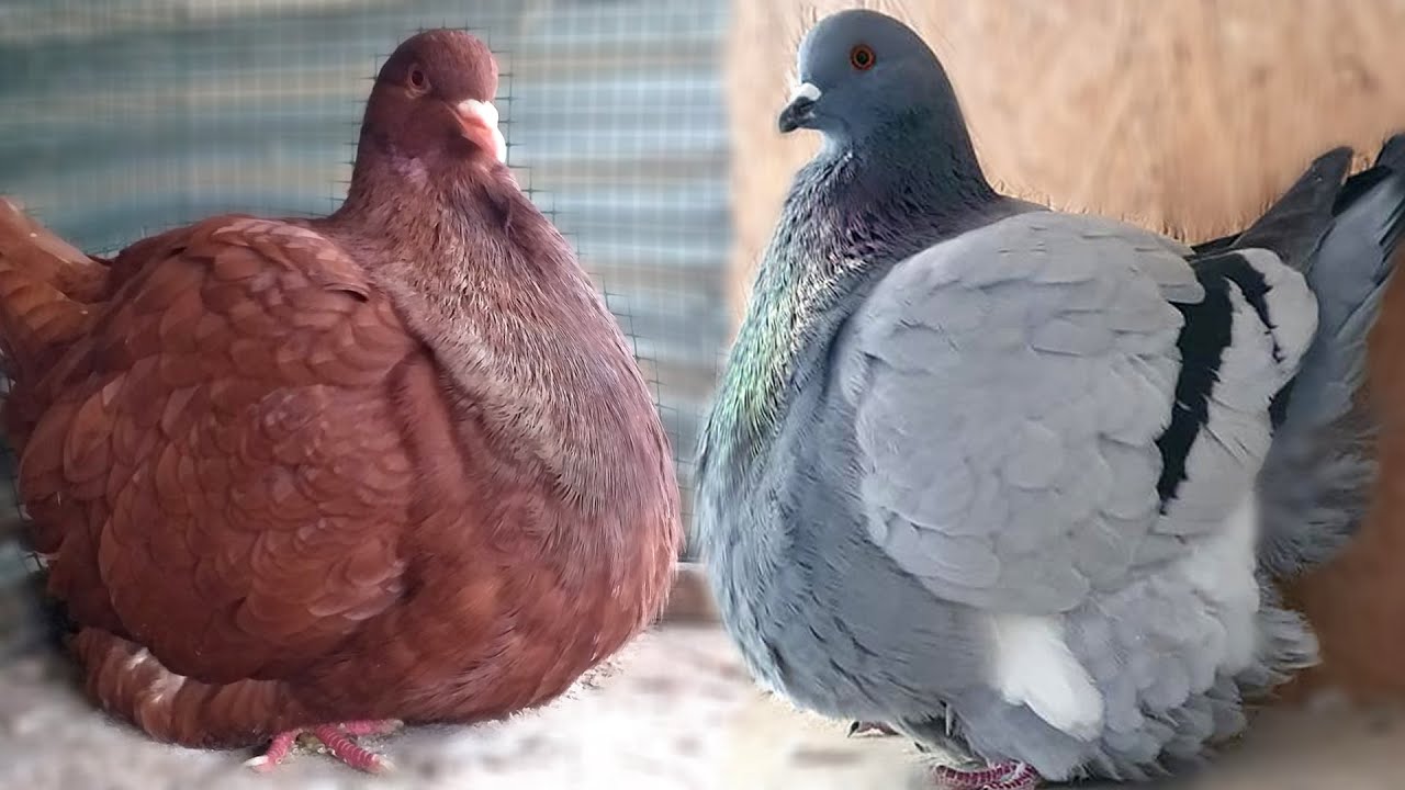 Incredibly BIG Fancy Pigeon in the World French Mondain - YouTube