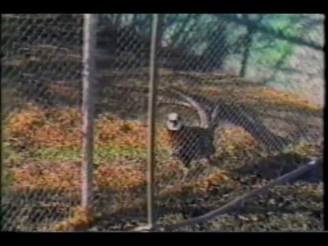 Al Oeming's Alberta Game Farm - YouTube