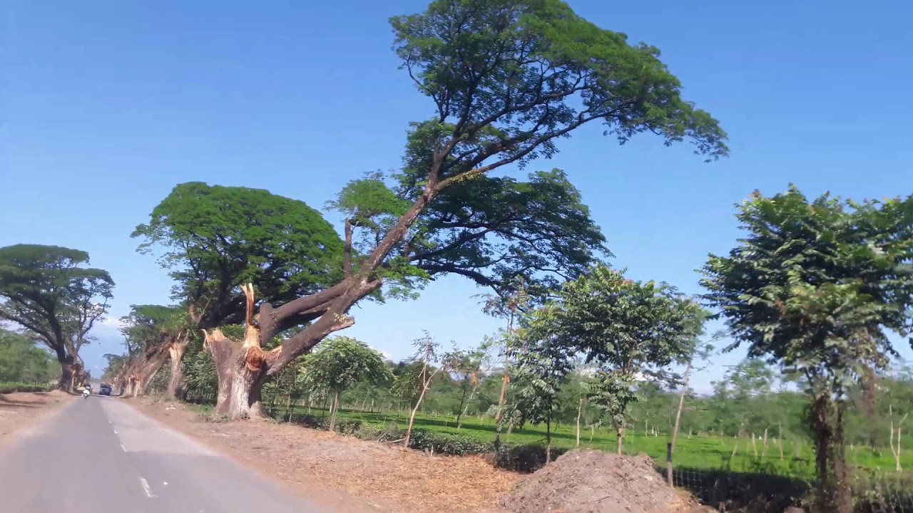Birpara Tea Garden - YouTube