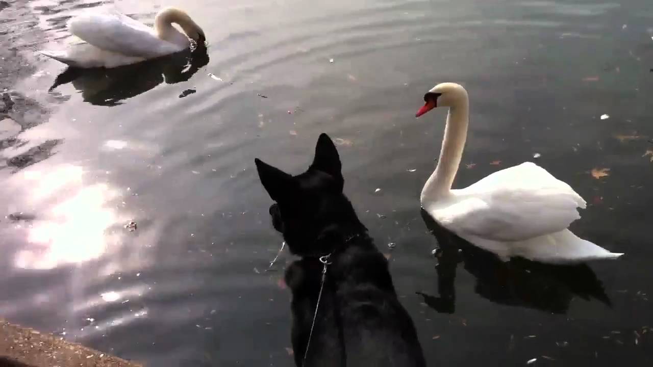 Dog Vs. Swans - YouTube