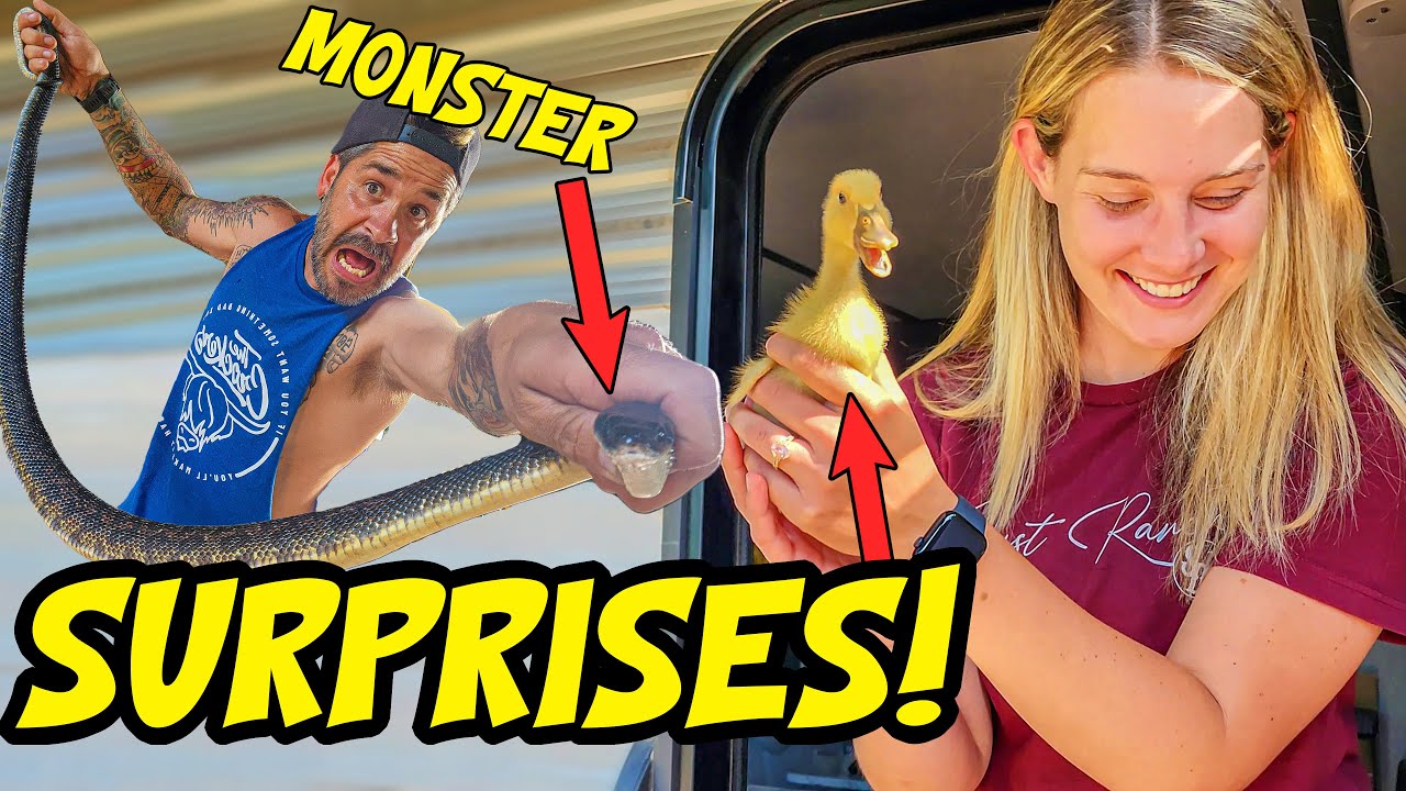SURPRISED Danielle With A BOX full of DUCKS! More MONSTER snakes! - YouTube