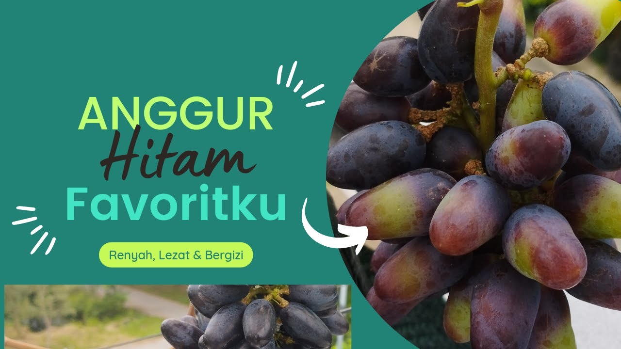 Mutiara Hitam Yang Menawan. (Anggur GOZV) Gift of Zaphorozye Viking ...