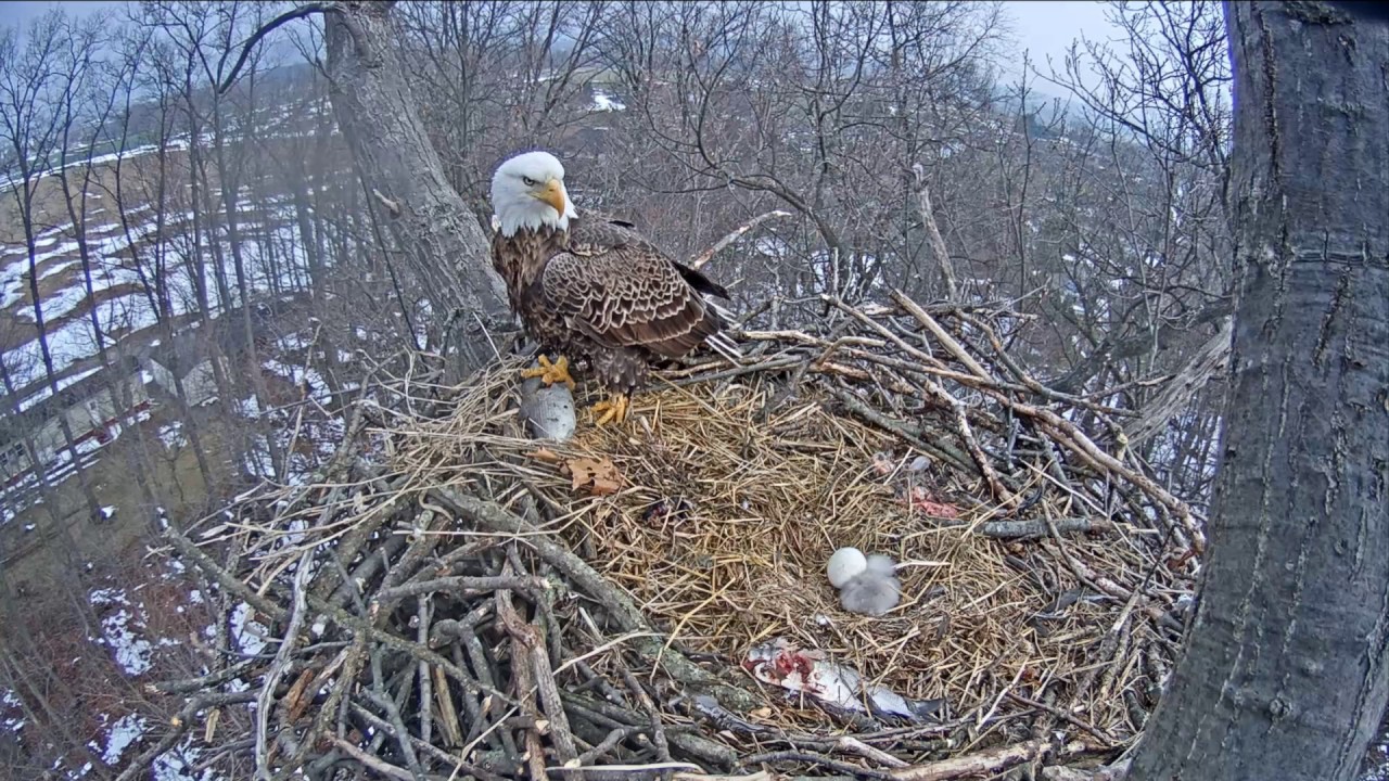 Eagle Egg Pip
