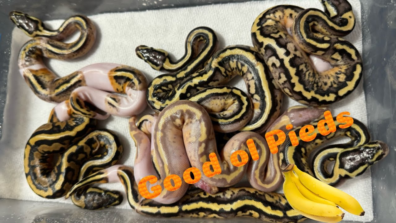 Ball Python Clutch #4 update! 2024 - YouTube