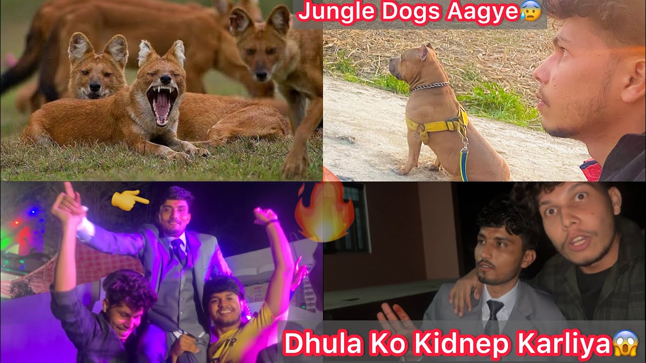 Jungle Dogs Ki Gang Aagye😰Panga Hogya || Dost Ki Sadhi Mai Gye Dhula Ko ...