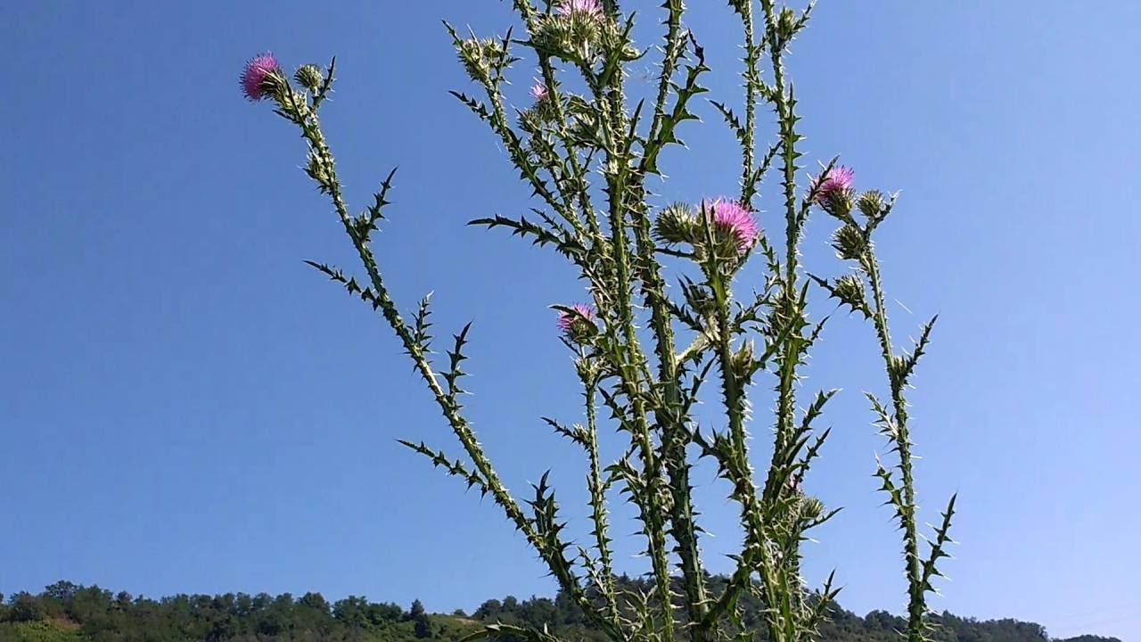 Carduus crispus (welted thistle) medicinal plant - YouTube