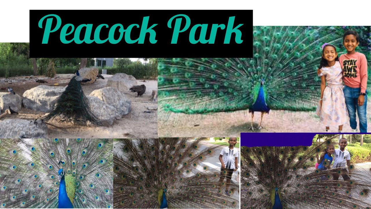 Peacock Park in Dubai Part 2 | Kupoos Kids | 🦚 - YouTube