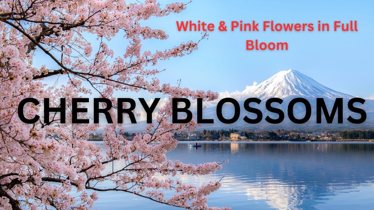 Breathtaking Cherry Blossom Trees | White & Pink Flowers in Full Bloom ...